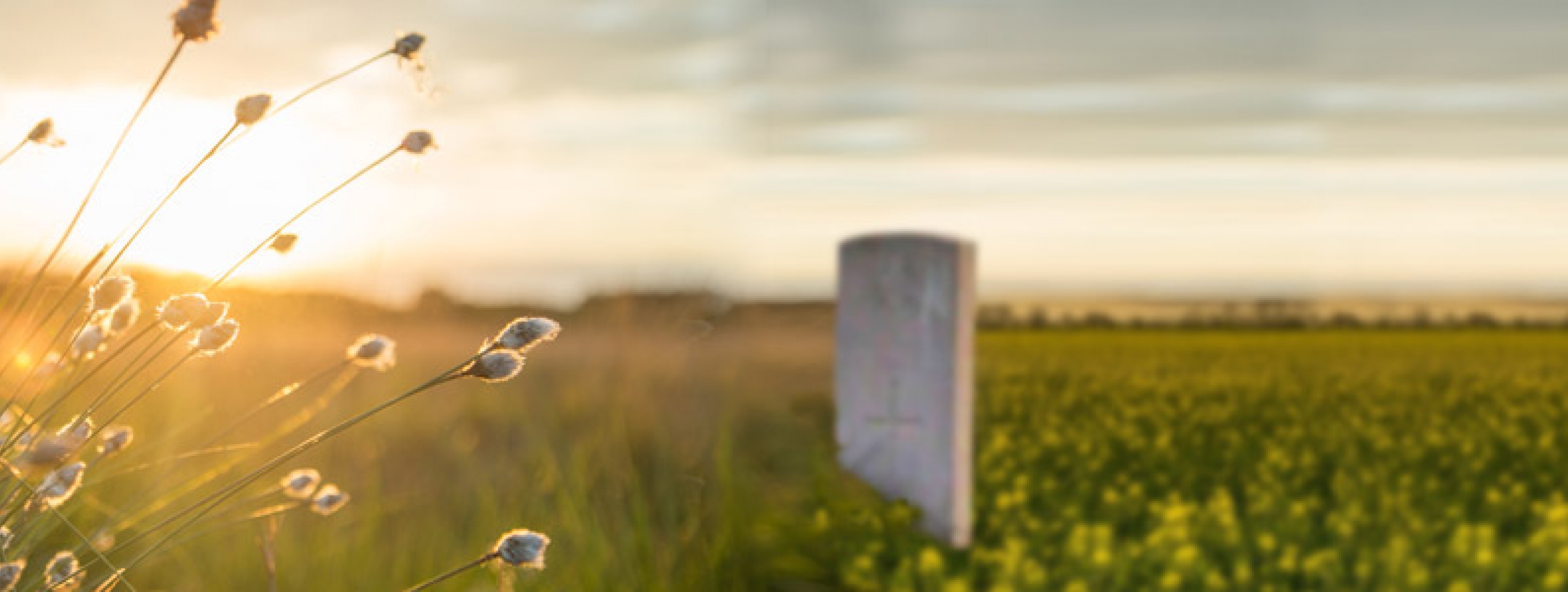 California Memorial Project (CMP) | Disability Rights California